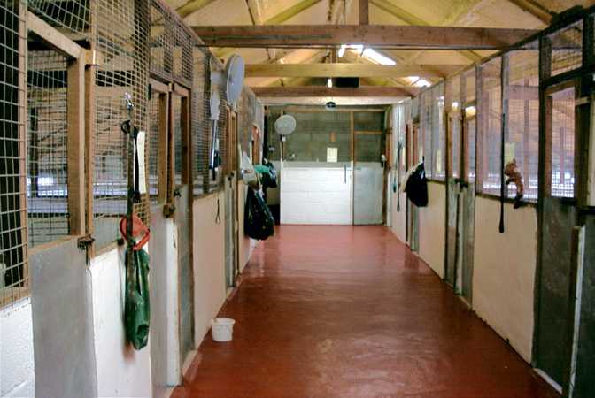 Downlands Kennels Cattery - Boarding Kennels and Catteries in ...